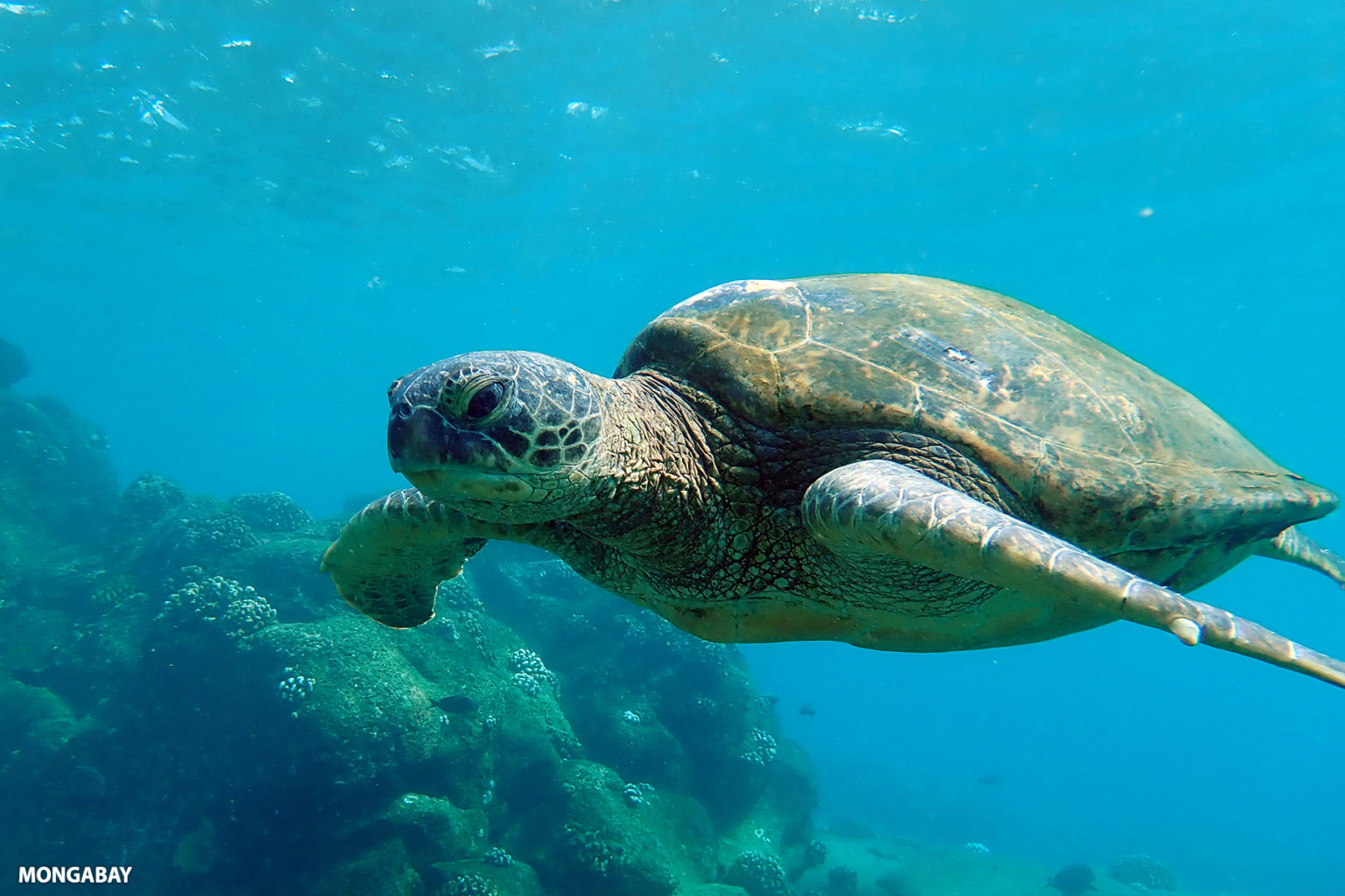 Kauai 2020: sea turtles and sunsets