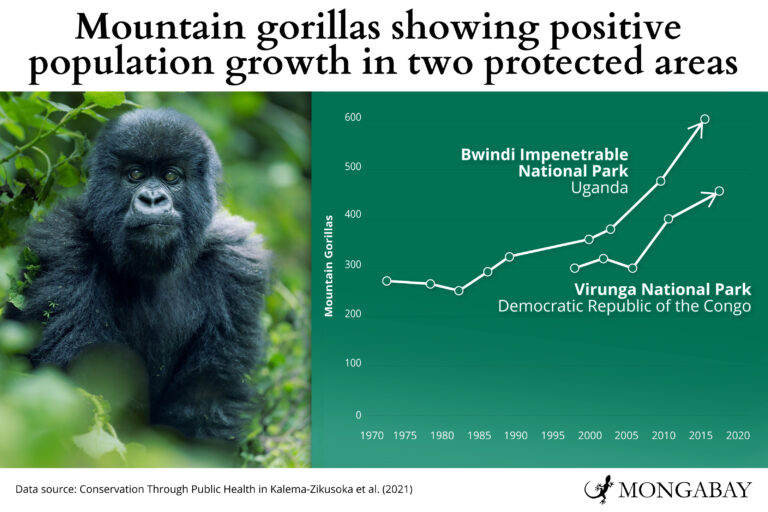World Gorilla Day: An ape recovery story