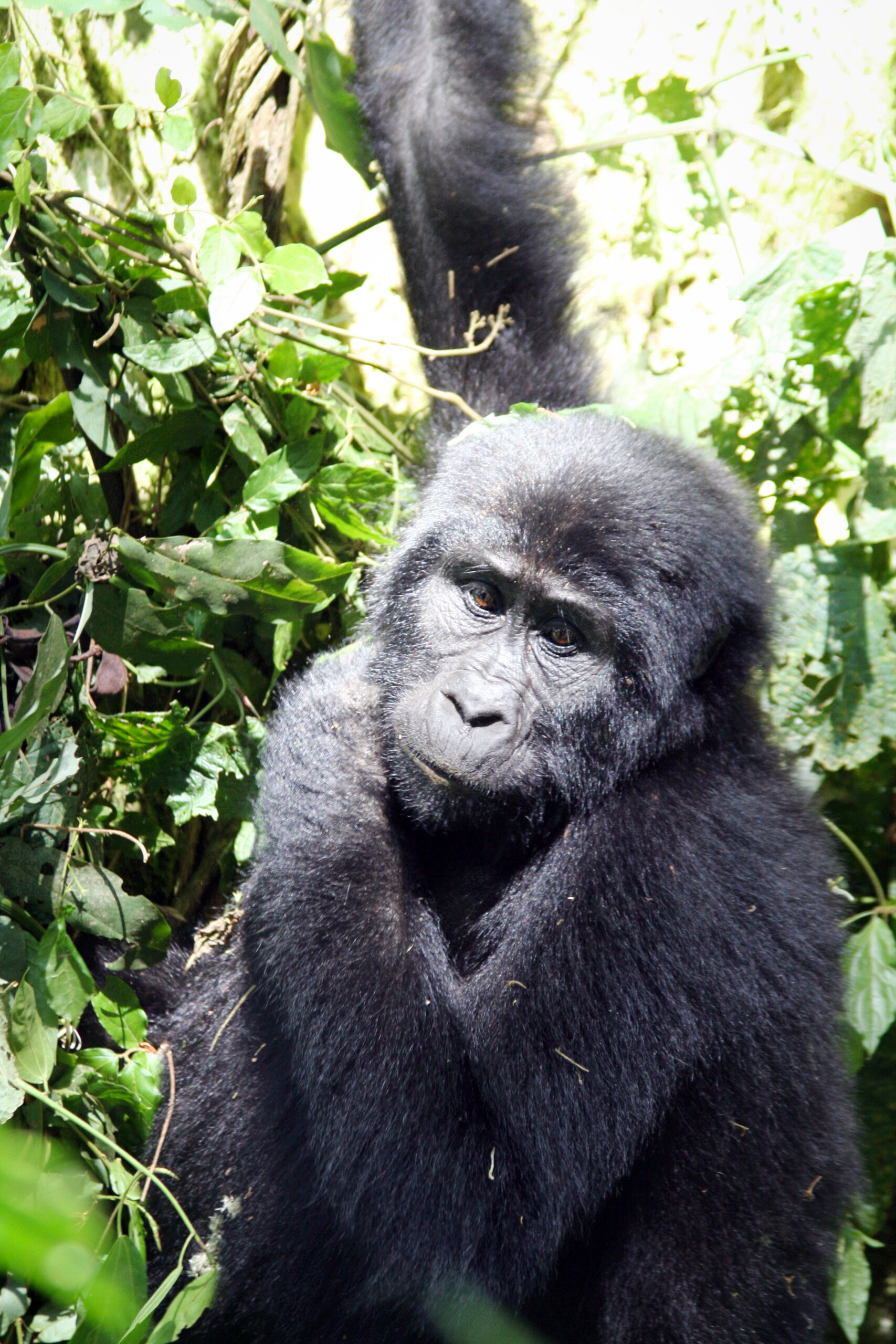 World Gorilla Day: An ape recovery story