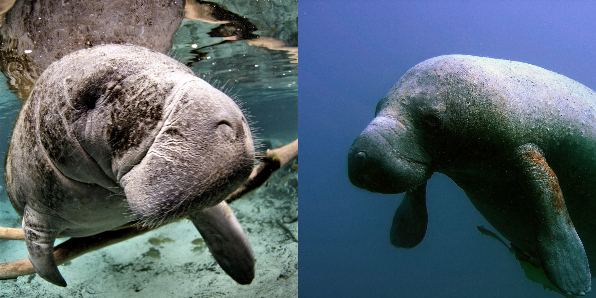 On Manatee Appreciation Day, a reminder of their precarious future