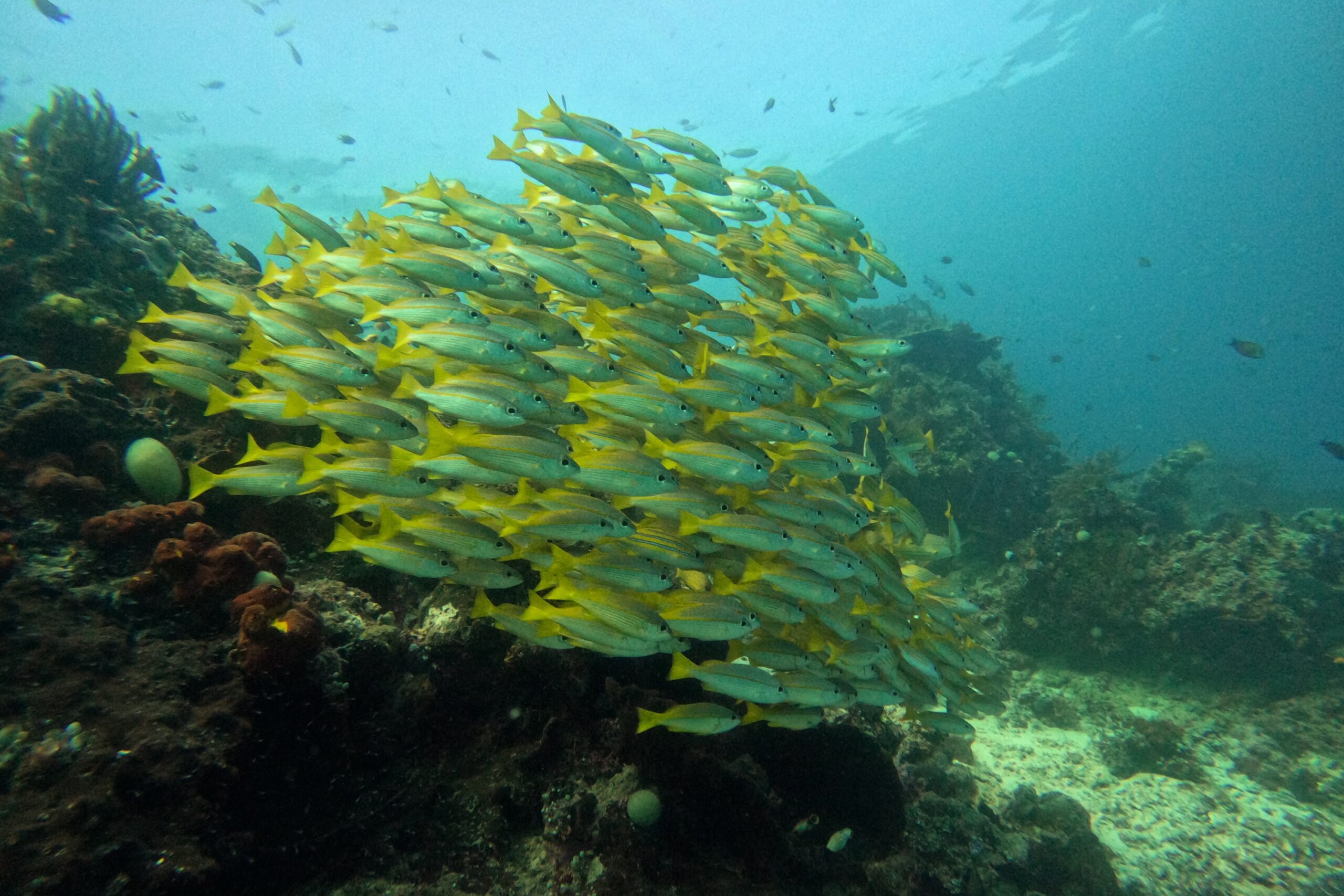 In Fiji, the dead still protect the sea