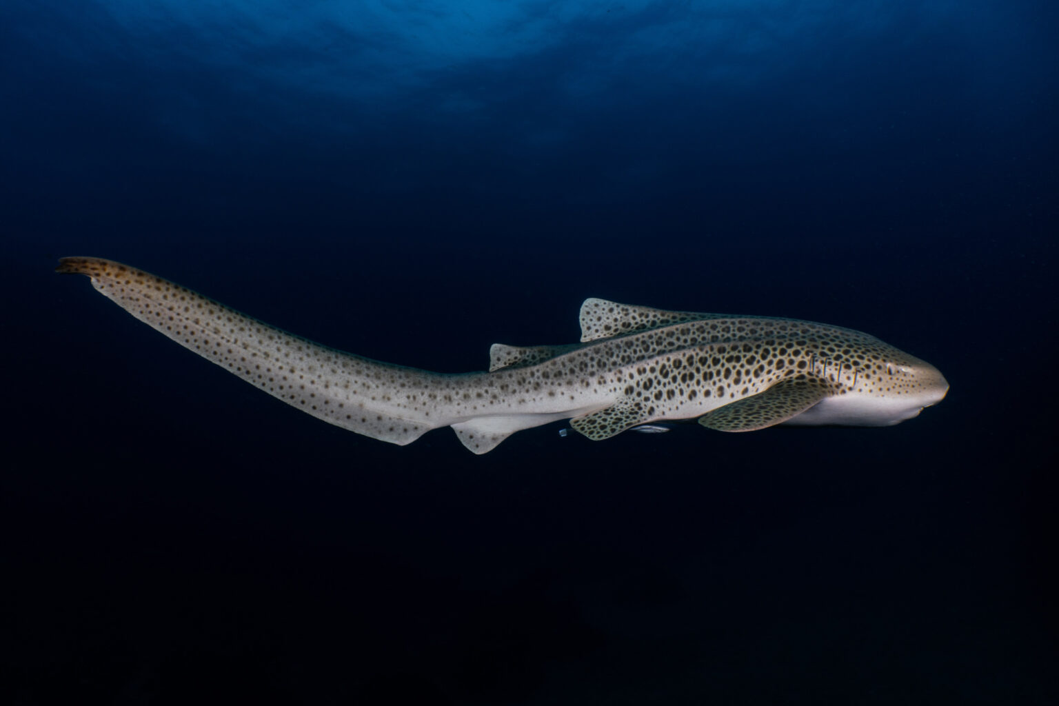 From aquarium to ocean: Bringing back the leopard shark