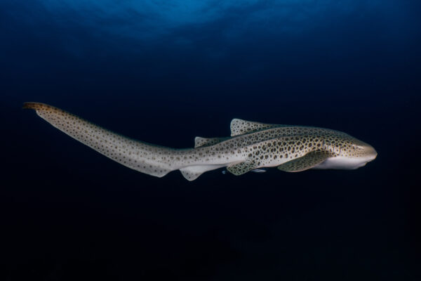 From aquarium to ocean: Bringing back the leopard shark