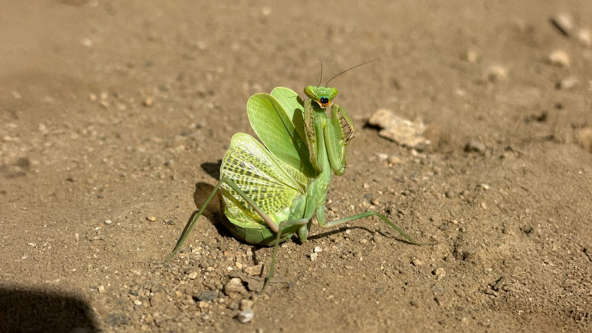 How many insects live in California?